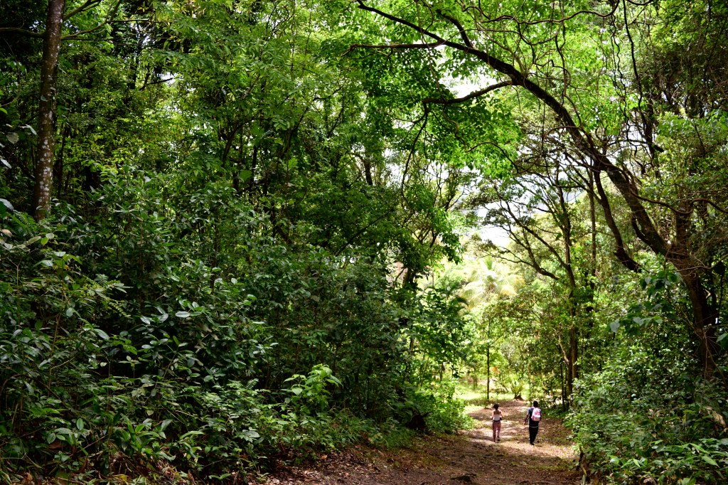 Ranking My Top 5 waterfalls in Trinidad – Celly Hikes