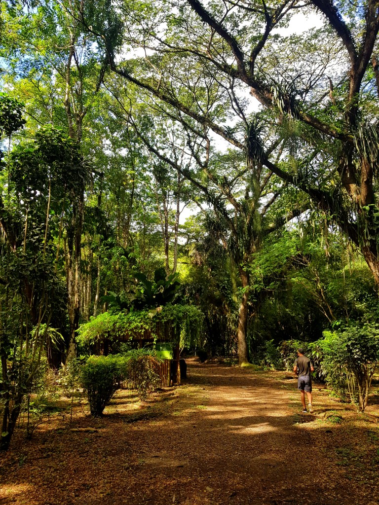 Ranking My Top 5 waterfalls in Trinidad – Celly Hikes