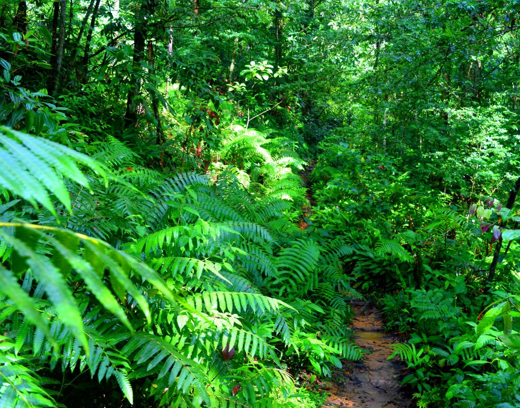 Turure Water Steps – One of my favorite spots in Trinidad – Celly Hikes
