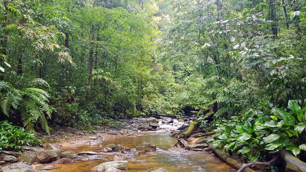 Ranking My Top 5 waterfalls in Trinidad – Celly Hikes
