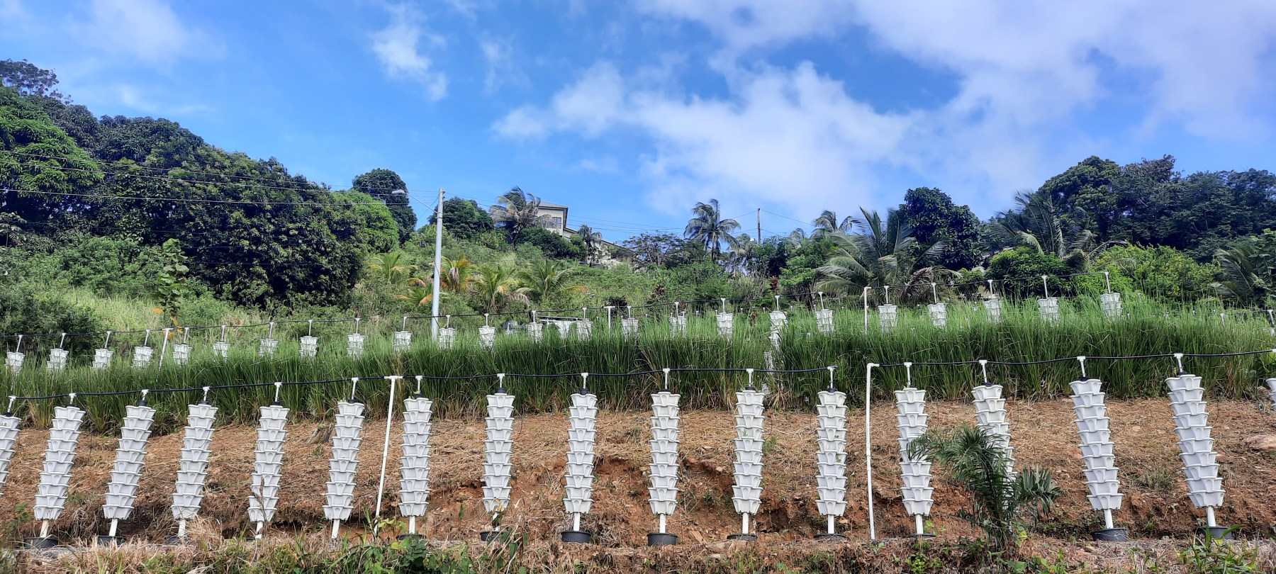 Hike from Lady Chancellor Hill to Mt. Hololo – Celly Hikes