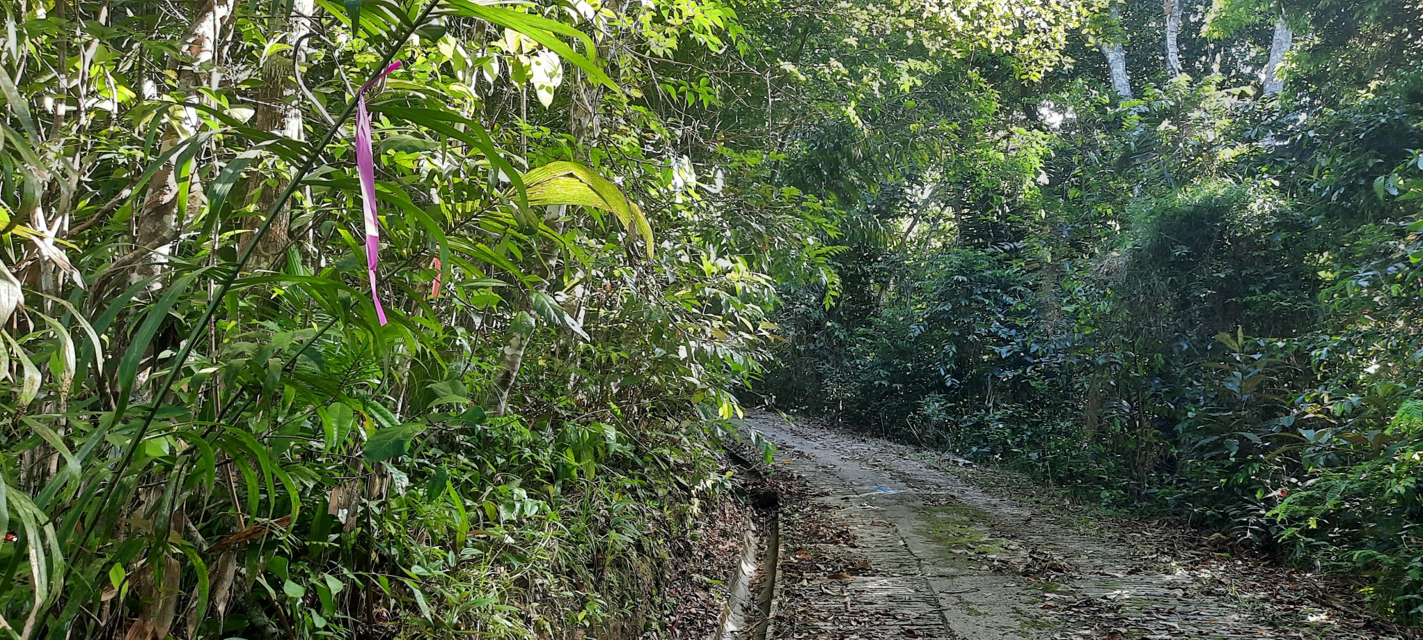 Hike from Lady Chancellor Hill to Mt. Hololo – Celly Hikes