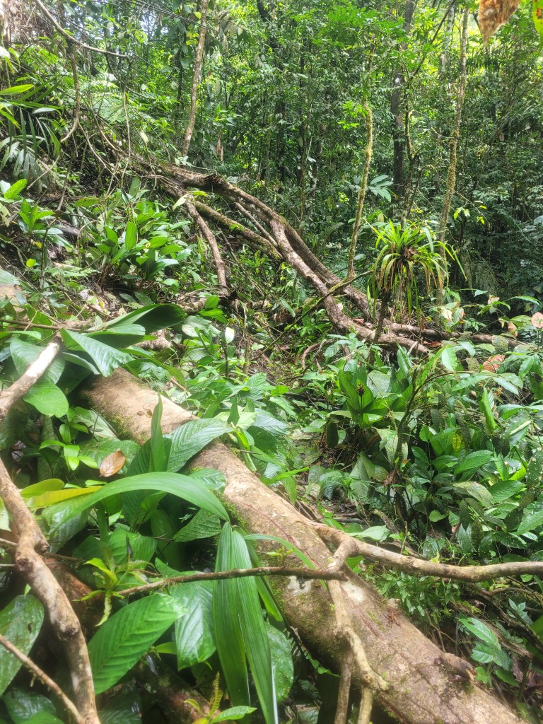 Hike to Twin Falls in Brasso Seco Village, Trinidad – Celly Hikes