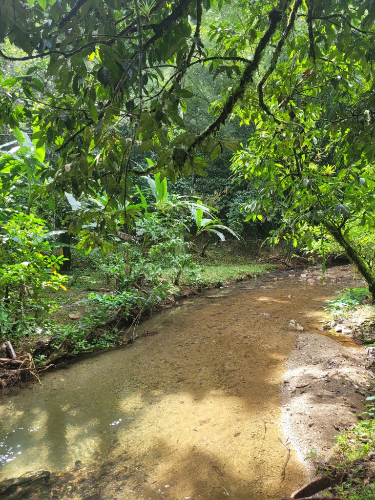 Hike to Twin Falls in Brasso Seco Village, Trinidad – Celly Hikes